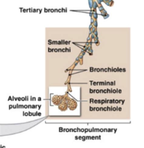 Resp System Flashcards Quizlet