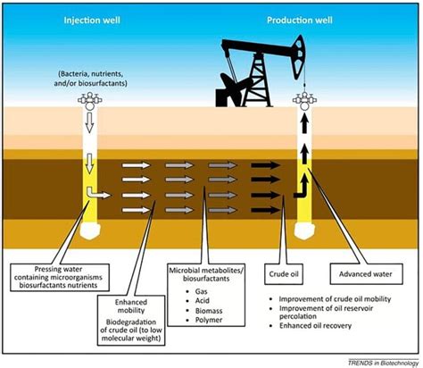 Stem Loop Hairpin Loop Properties Types Examples Uses Bioteck Ink