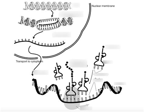 Bio Unit Test Part 1 Diagram Quizlet
