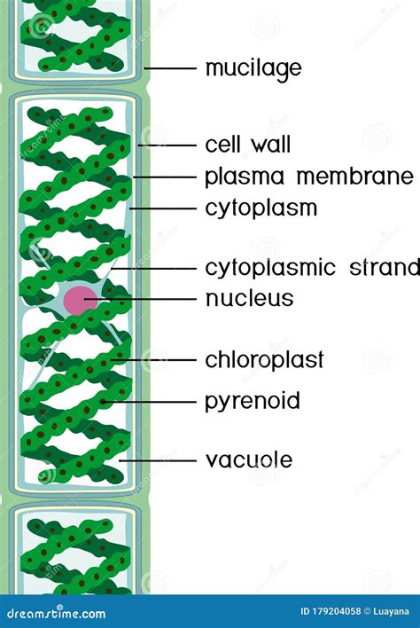 Structure Of Spirogyra Charophyte Green Algae With Titles Vector Illustration Cartoondealer