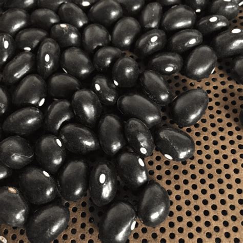 Organic Black Coco Bush Snap And Dry Bean Seed Packet Etsy
