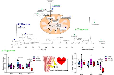 Early Detection Of Doxorubicin Induced Cardiotoxicity With Hyperpolarized Metabolic Imaging