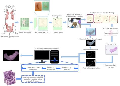 Schematic Depicting The Steps Involved In The 3d Reconstruction