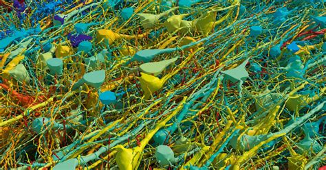 This Is The Most Detailed Map Of Human Brain Connections Ever Made