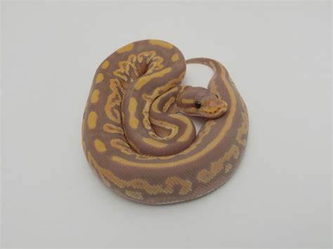 Banana Pastel Ball Python For Sale Find Your Perfect Companion