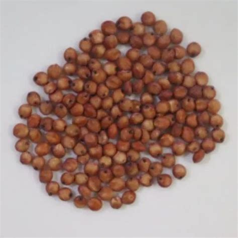 Organic Cowbuffalo Grass Seeds Multi Cut At Rs 19500 Fodder Seeds