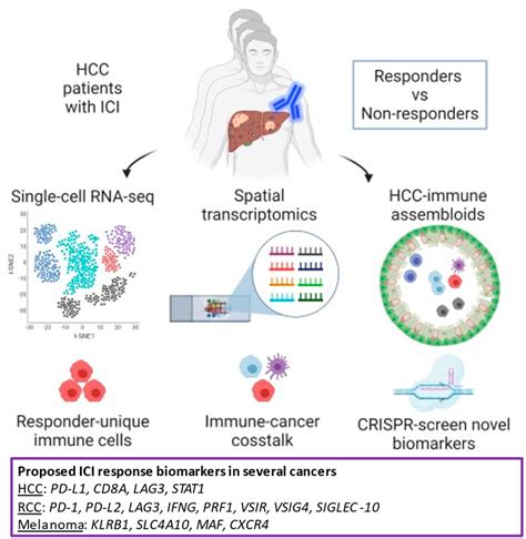Potential Biomarkers Of Ici Response And The Future Platform Of Download Scientific Diagram