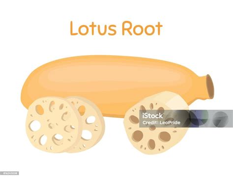 로터스 루트 이국적인 과일의 조각입니다 열 대 식물입니다 벡터 일러스트 레이 션 로고에 대한 스톡 벡터 아트 및 기타 이미지