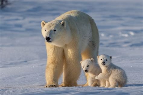 How Much Does A Polar Bear Weigh Detailed Guide Measuringly