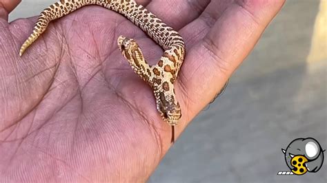 بچه مار دو سر فیلو