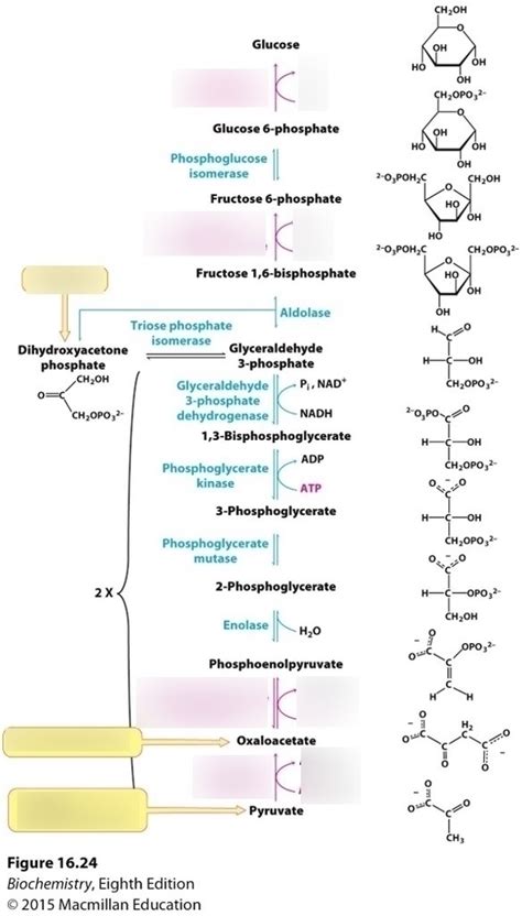Gluconeogenesis Diagram Quizlet