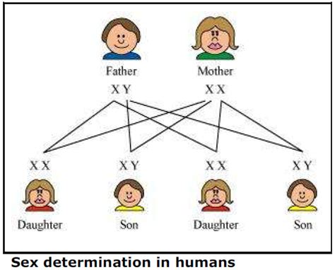Ncert Solutions For Class 10 Chapter 9 Heredity And Evolution Science Studypur