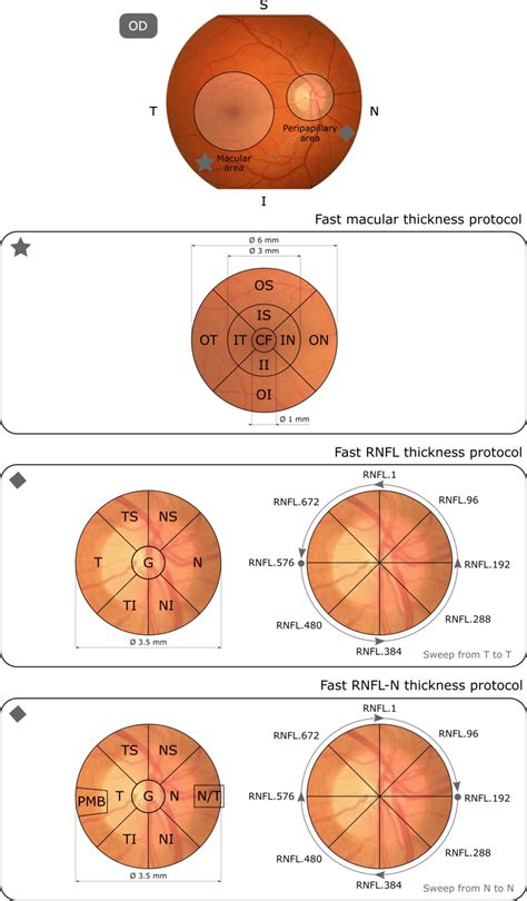 Schematic Representation Of Spectralis Oct Acquisition Protocols On A Download Scientific