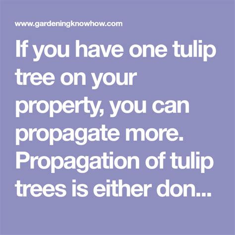 If You Have One Tulip Tree On Your Property You Can Propagate More Propagation Of Tulip Trees