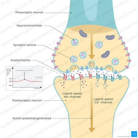 Chemical Synapses Structure Function And Diagram Kenhub