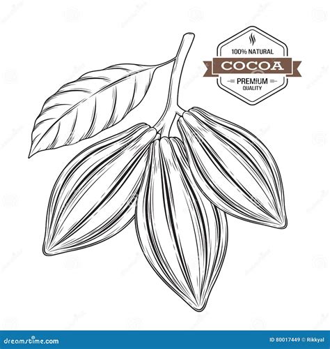 Cocoa Pods Vector Illustration Cocoa Label Emblem Symbol CartoonDealer Com 80017449