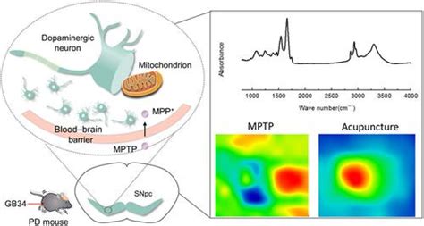 针刺保护帕金森病小鼠多巴胺能神经元免受脂质过氧化损伤的原位分析 Cell Proliferation X Mol