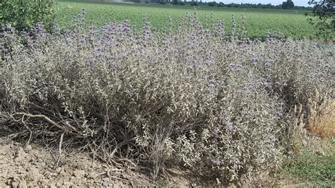 A Pictorial Guide To Hedgerow Plants For Beneficial Insects Ncat