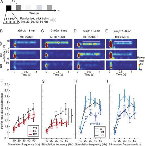Auditory Steady State Responses Assr In Grin2a And Akap11 Mutants A Download Scientific