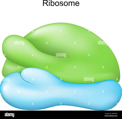 Ribosome Cell Organelle For Protein Synthesis Vector Illustration