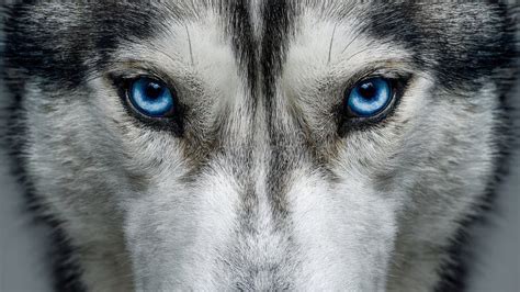 Majestic Siberian Husky With Striking Blue Eyes Posing Gracefully