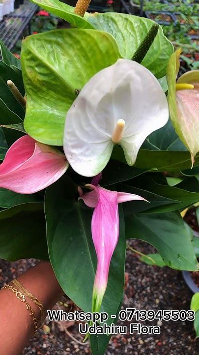 🦋ලස්සන පාට ගොඩකින් මල් එක්ක හැමෝම ඉල්ලන වර්ග මල් එක්කම එකතු කරන කෙනෙකුට අඩුම මිලකට Youtube