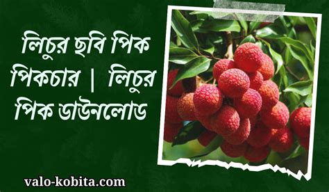 ৬০ লিচুর ছবি পিক পিকচার লিচুর পিক ডাউনলোড