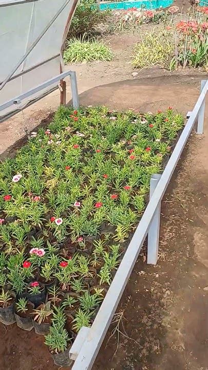 အဘ ပန်းခြံ Youtube