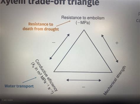 Week 5 Synchronous Plants Flashcards Quizlet