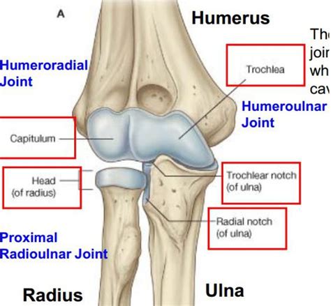 Upper Limb Flashcards Quizlet