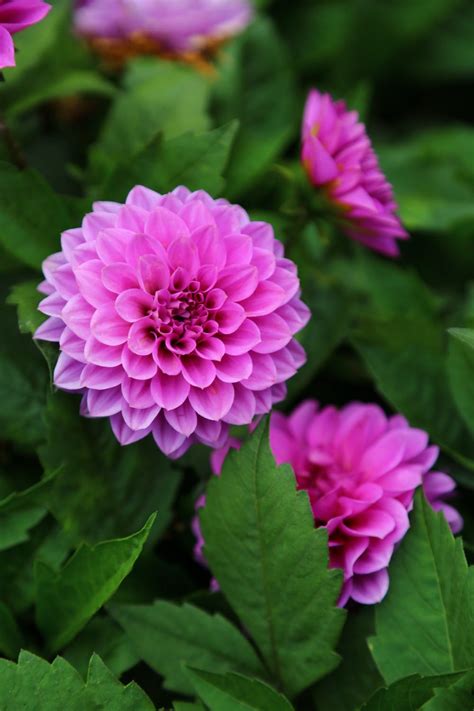 개화 시즌 고요함 관상용 식물 꽃 꽃 사진 꽃 색 꽃꽂이 꽃무늬 꽃잎 나뭇잎 달리아 뒤뜰 정원 무성한 생생한 생생한 컬러 수직 쐈어 식물 식물