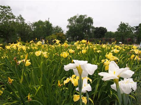 すごいぞ埼玉 平成の森公園の菖蒲園川島町