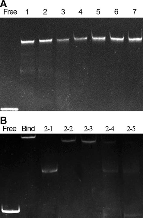Functional Identification Of Bases On The Inverted Repeat Sequence By