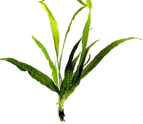 Java Fern Leptochilus Pteropus Aquarium Plant