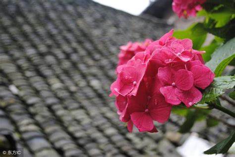 小诗新春献辞