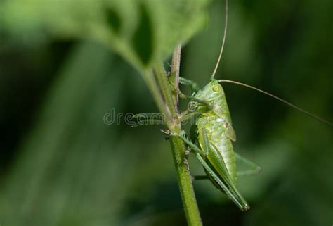 Close Up Of A Green Grasshopper A Large Green Grasshopper Sitting And Hiding On The Stem Of A