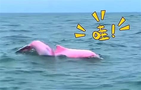 粉红海豚现身湛江海域，咋会有这个颜色的海豚？其实这是它的本色 知乎
