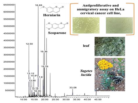 Gas Chromatography Coupled With Mass Analysis Phytochemical Profiling Antiproliferative And