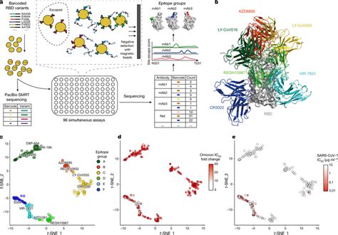 Omicron Greatly Reduces The Neutralization Potency Of Neutralizing Download Scientific Diagram