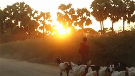 ညောင်းဦးမြို့နယ် တက်မကျေးရွာ Youtube