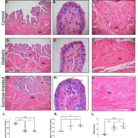 Histological Characterisation Of The Urinary Bladder Of Control