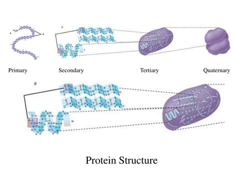 Primary Secondary Tertiary Quaternary Structure