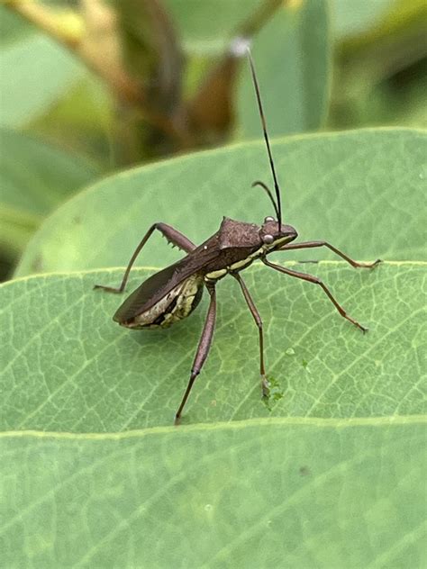 Riptortus Linearis In November 2023 By Nakatada Wachi · Inaturalist