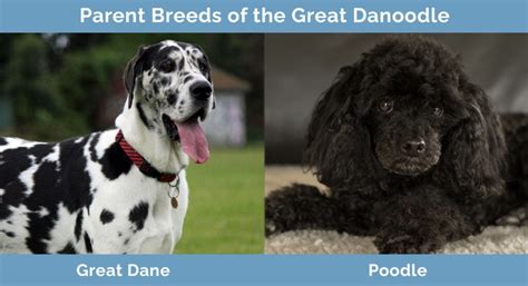 Great Danoodle Great Dane And Poodle Mix Info Pictures Puppies