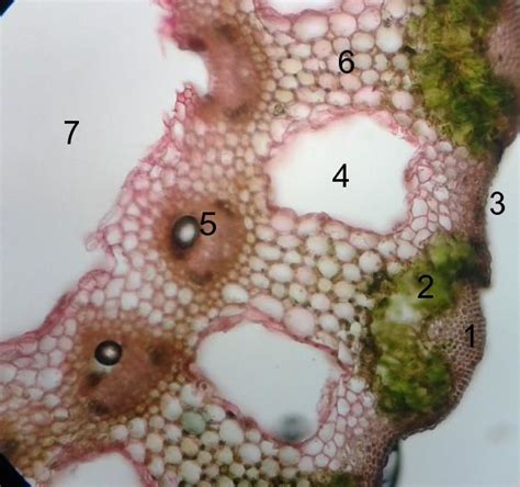 Cross Section Through The E Arvense L Main Stem 100x 1 Silicified Download Scientific