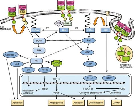 Signal Transduction Of Epidermal Growth Factor Receptor Upon Ligand