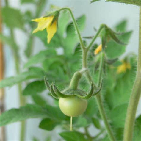 Young Tomato Plants Growing