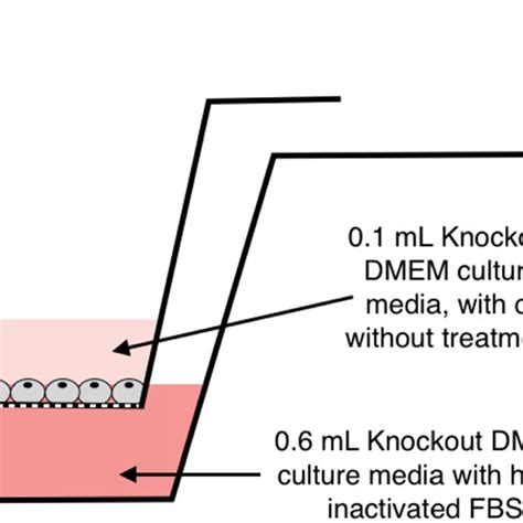 Identifying Control Cell Migration A Cell Migration Assay Apparatus Download Scientific