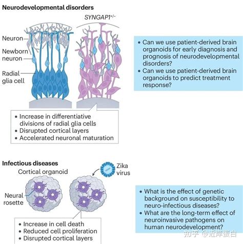 一文读懂脑类器官 知乎