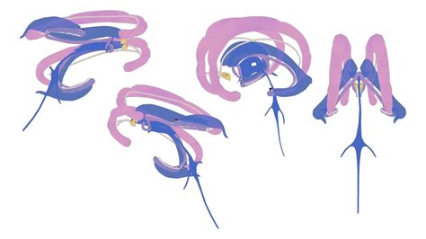 Limbic System Anatomy FlippedNormals